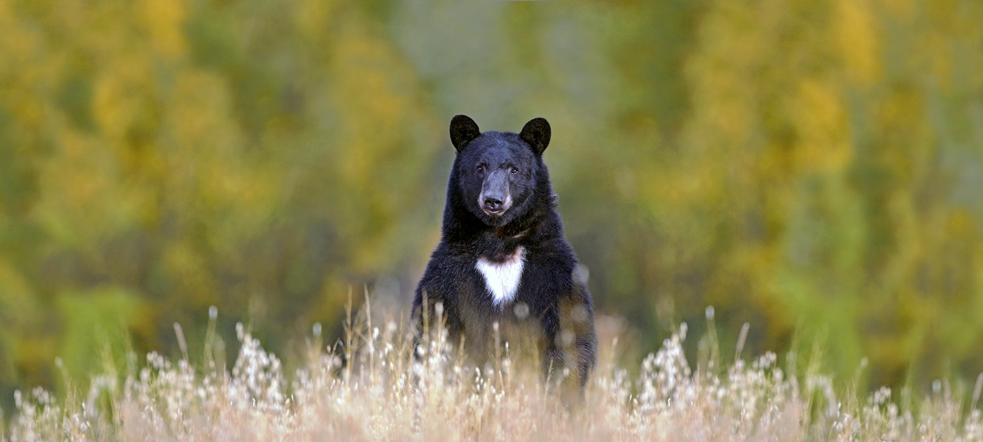 Bears Bees + Brews – Conservation + Coexistence